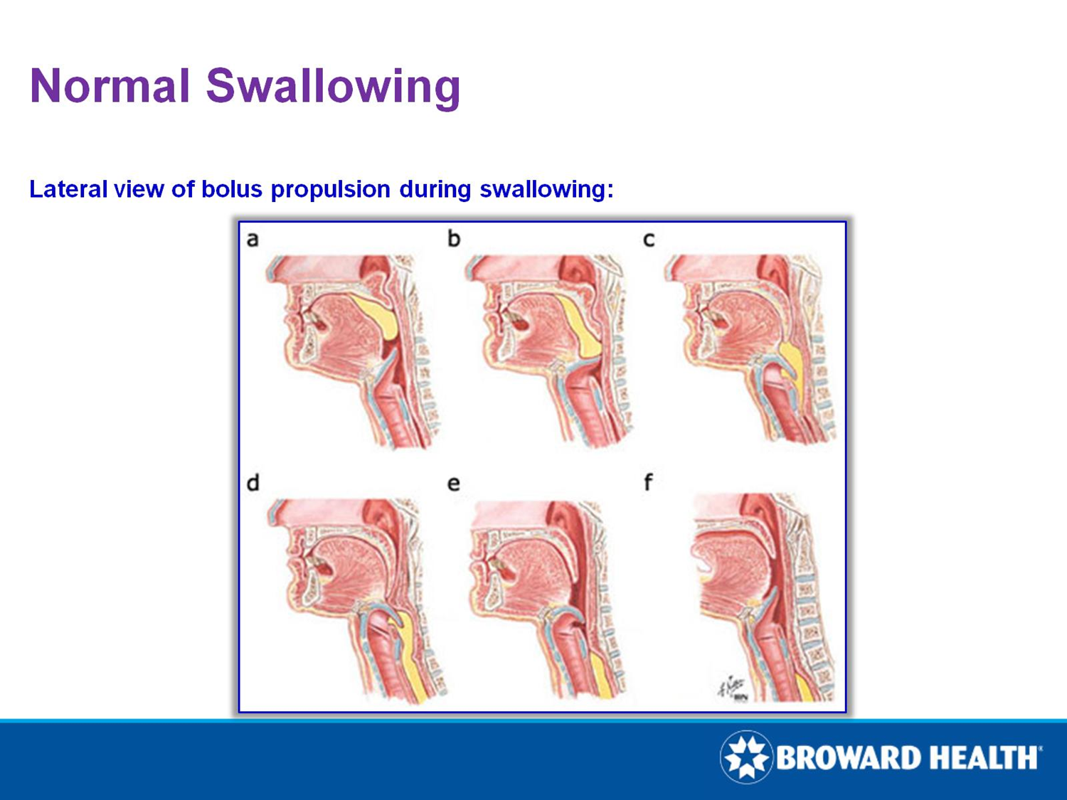 Normal Swallowing
